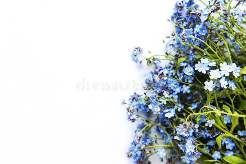 Forget-me-nots on White Background Stock Image - Image of concept ...