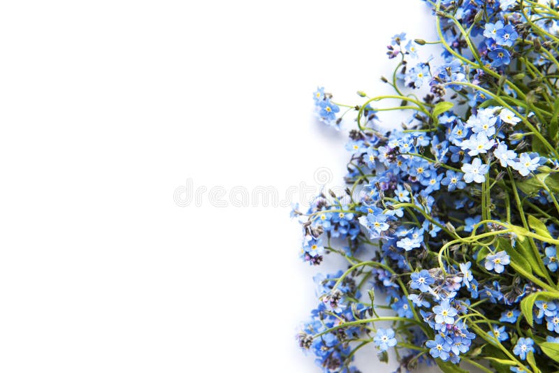 Forget-me-nots on White Background Stock Image - Image of beauty ...