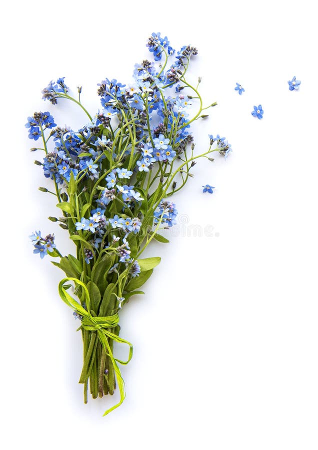 Forget-me-nots on White Background Stock Photo - Image of rural ...