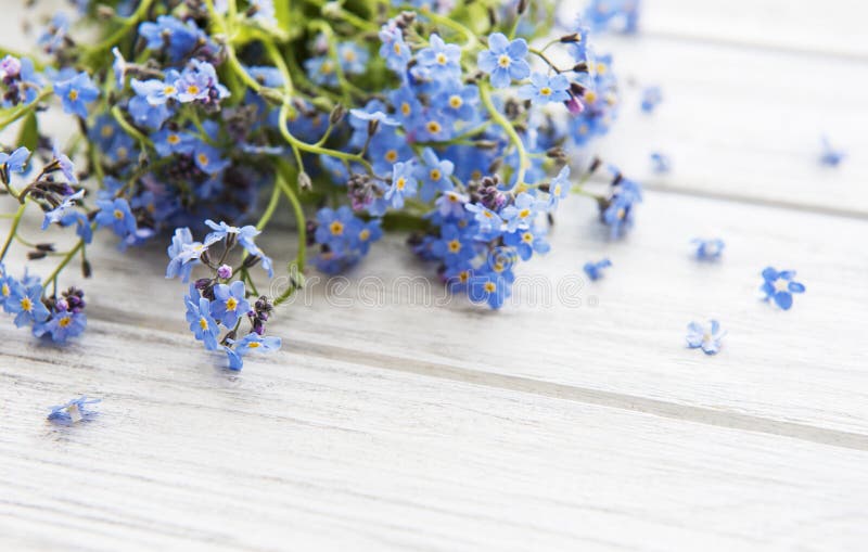 Forget-me-nots on White Wooden Background Stock Photo - Image of nature ...