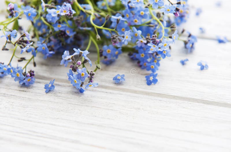 Forget-me-nots on White Wooden Background Stock Image - Image of ...