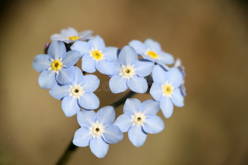 Forgetmenot stock photo. Image of pollen, stamens, horizontal - 2263536