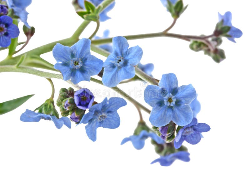 Forget-me-not Victoria Blue Flower Isolated on White Stock Image ...