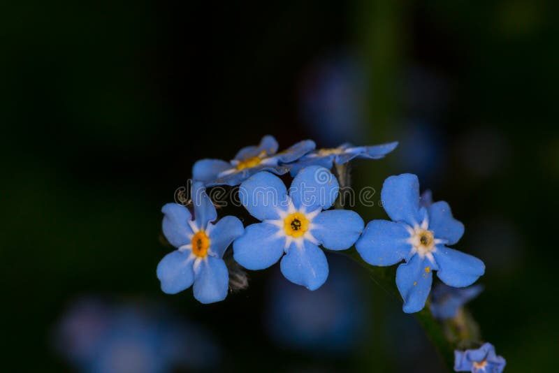 Forget-me-not flowers stock image. Image of alaska, buds - 2255015