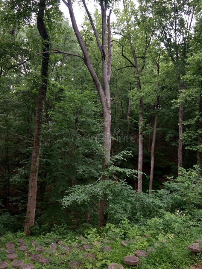 Forgotten Forest stock image. Image of grove, road, jungle - 95901697