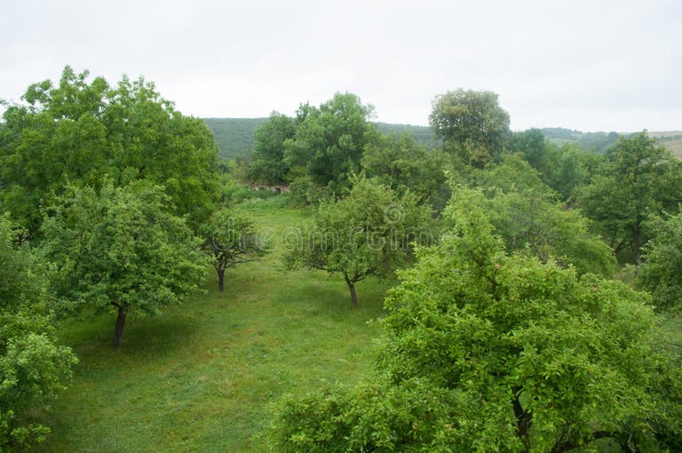 Forgotten Orchard Lushness Overlooking Distant Ruins Stock Photo ...