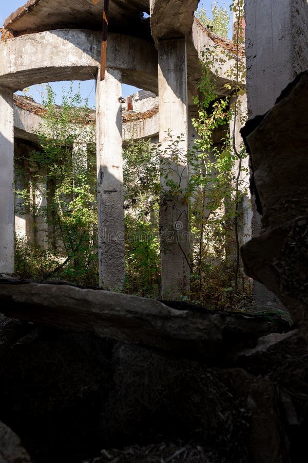 Forgotten Sanctuary: Nature S Reclamation of Abandoned Concrete ...