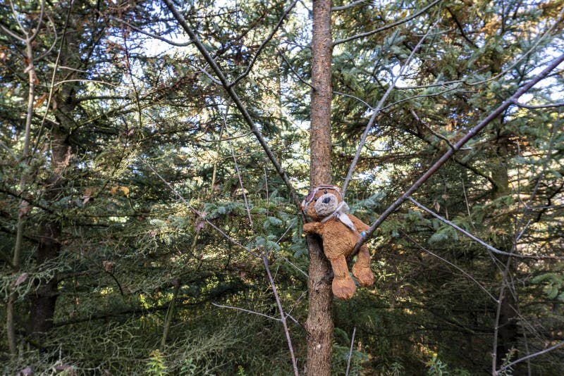 Forgotten Toy Bear in the Forest Stock Photo - Image of lonely, garden ...