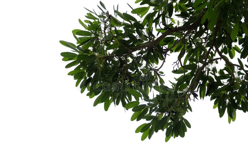 Forground of Tree. Branches of a Tree Stock Image - Image of plant ...