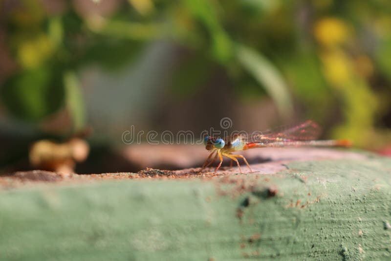 Foring Come Stock Photos - Free & Royalty-Free Stock Photos from Dreamstime