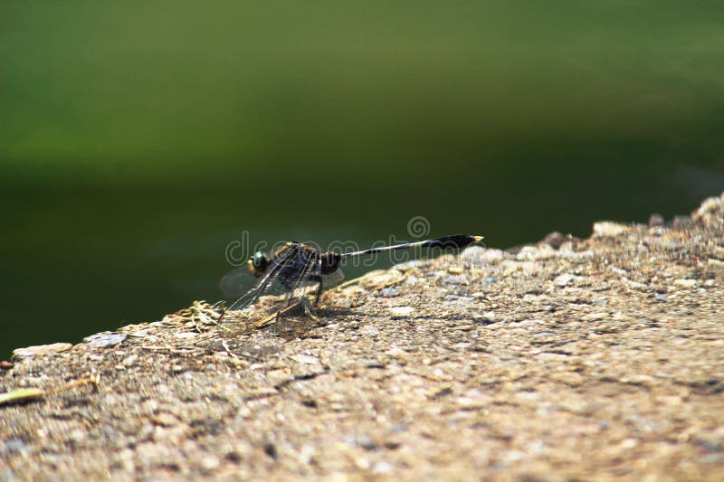 Foring stock photo. Image of foring, natural, beautiful - 127356602