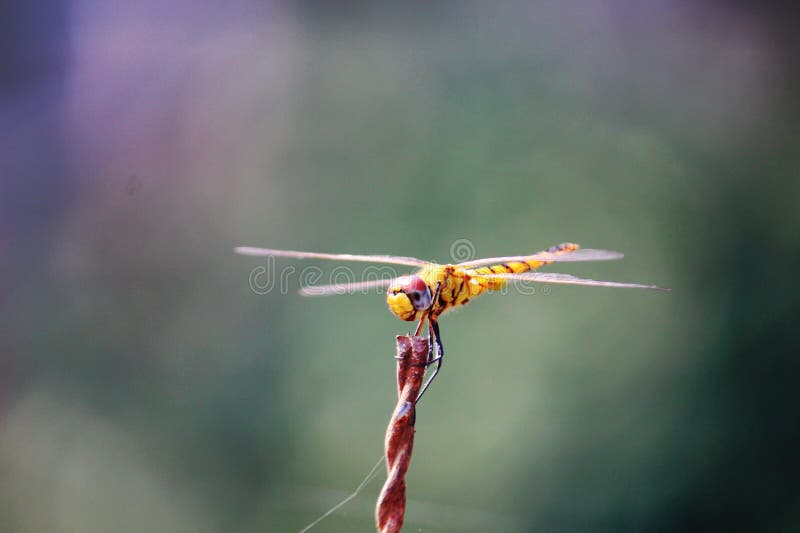 Foring stock image. Image of stray, foring, flay, natur - 127356605