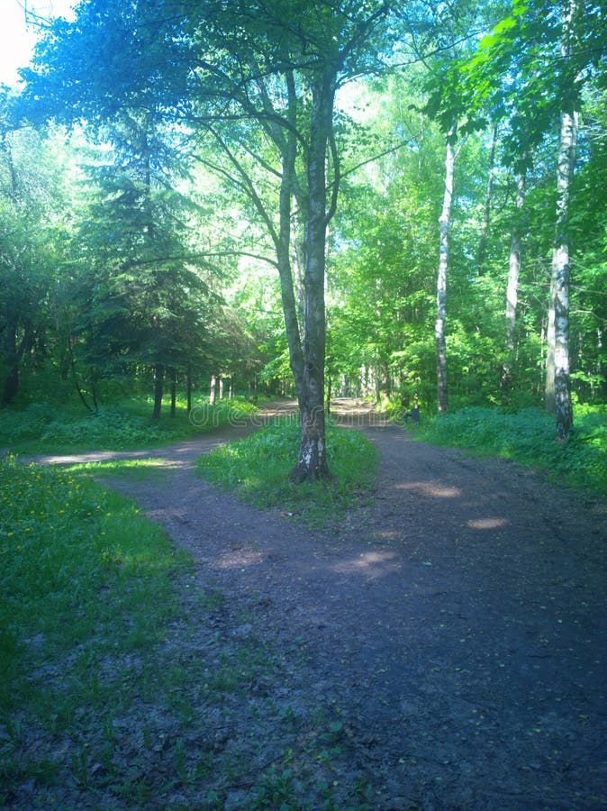 Fork in the Forest Path, Choices in Lush Green Woods Stock Image ...