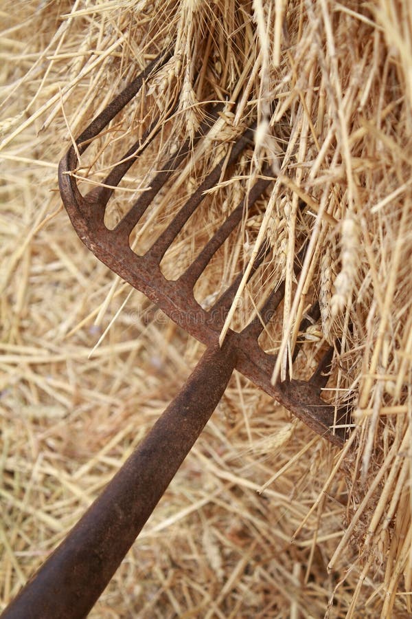 Fork and Hay stock image. Image of animal, feeding, fork - 23739207