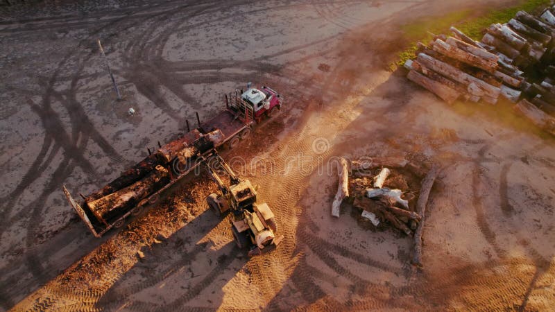 Fork Lift Tractor Unloading Massive Logs at a Lumber Yard at Sunset ...