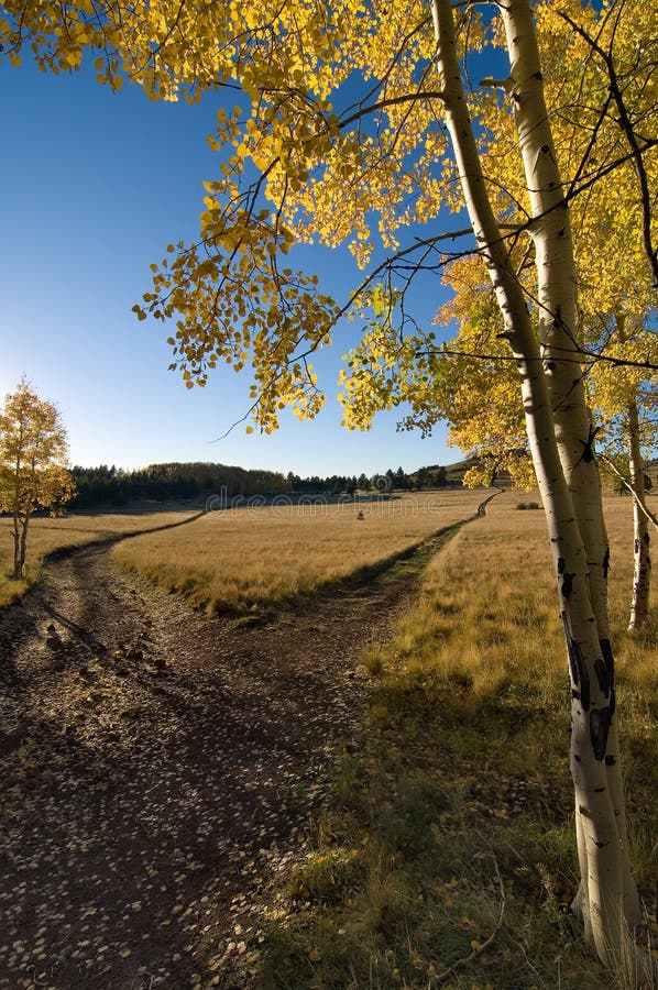 Fork in the path stock photo. Image of grassland, nature - 1633868