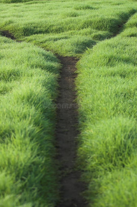 Fork in the path stock photo. Image of grassland, nature - 1633868