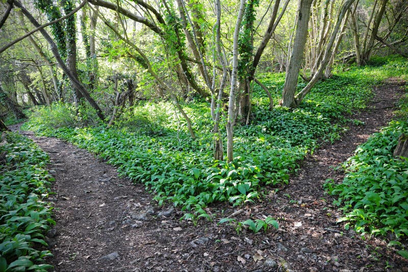Fork in Path through a Lush Green Leafy Forest. Stock Photo - Image of ...