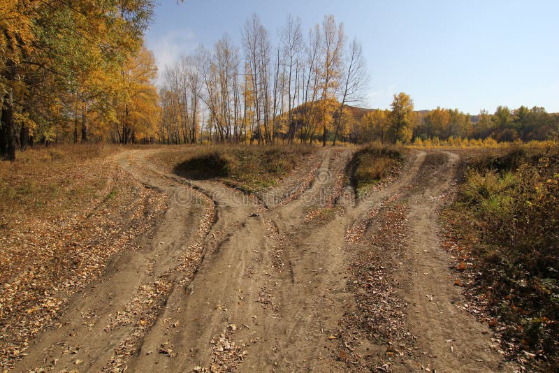 Fork in the road stock photo. Image of wilting, poplars - 45484698