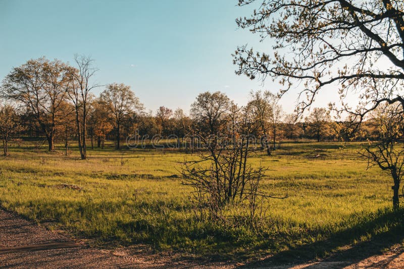 A Fork in the Road of a Beautiful Green Grass Prairie Area. Nature ...
