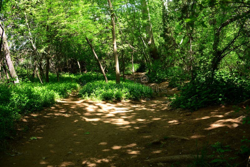 Path Fork Split in Dense Forest Trees Summer Foliage Dirt Footpath ...