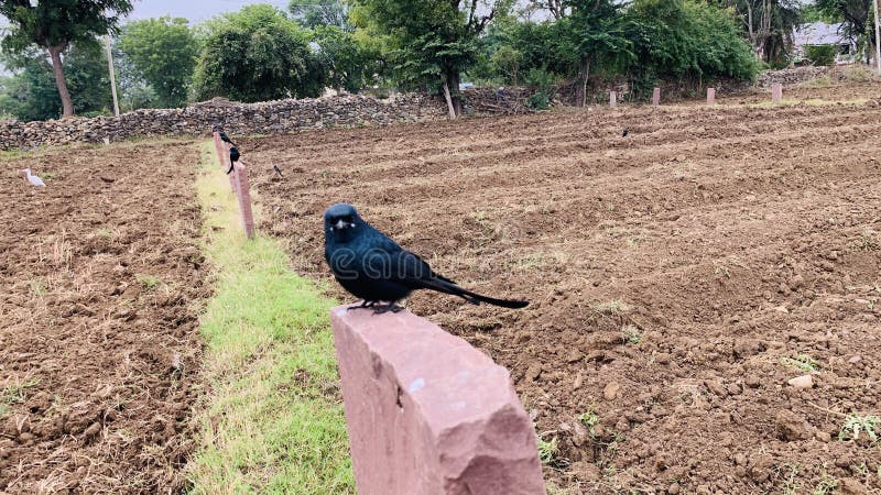 Fork-Tailed Drongo stock photo. Image of tailed, king - 275938178