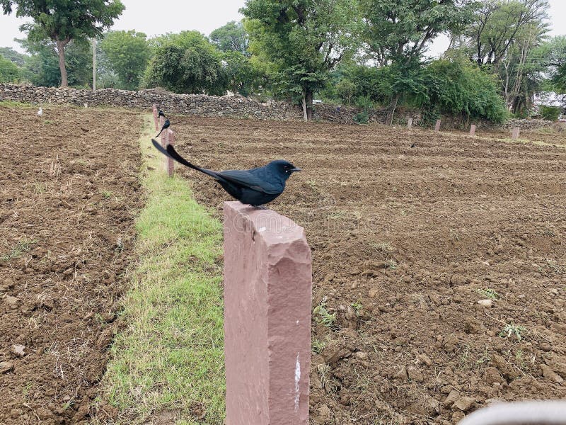 Fork-Tailed Drongo stock photo. Image of crow, aggressive - 275938224