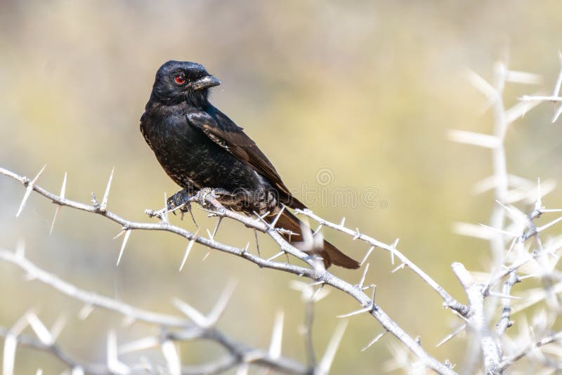 The Fork Tailed Drongo, Kgalagadi Transfrontier Park, South Africa ...