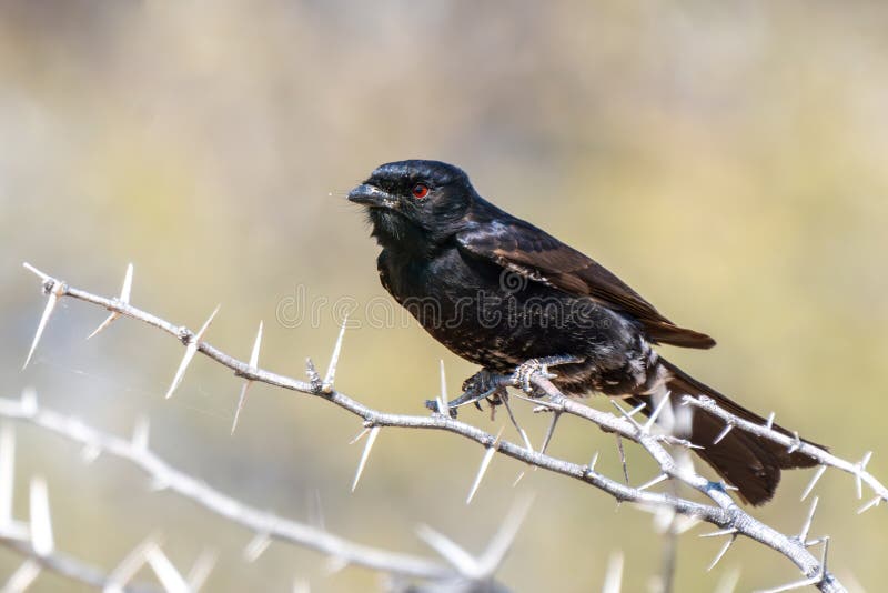 The Fork Tailed Drongo, Kgalagadi Transfrontier Park, South Africa ...