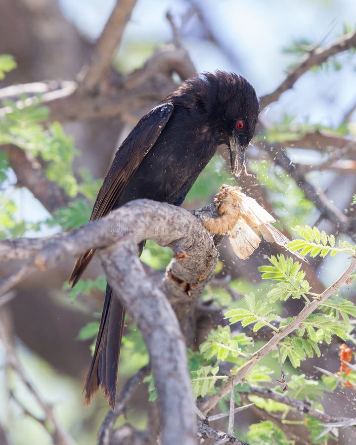 Fork-tailed Drongo Eating a Large Insect Stock Photo - Image of ...
