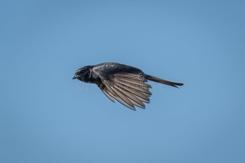 Fork-tailed Drongo Flies Across Perfect Blue Sky Stock Image - Image of ...