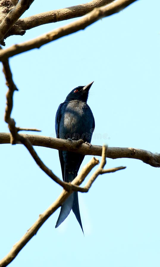 Fork-tailed drongo stock image. Image of safari, bird - 105988739