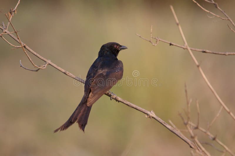 Fork-tailed drongo stock photo. Image of feathering - 117959654