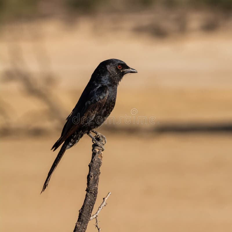 Fork-tailed Drongo stock photo. Image of glossy, blueblack - 225059930