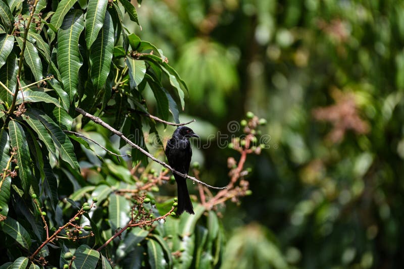 Fork-Tailed Drongo with Red Eyes Perched in a Mango Tree Stock Photo ...