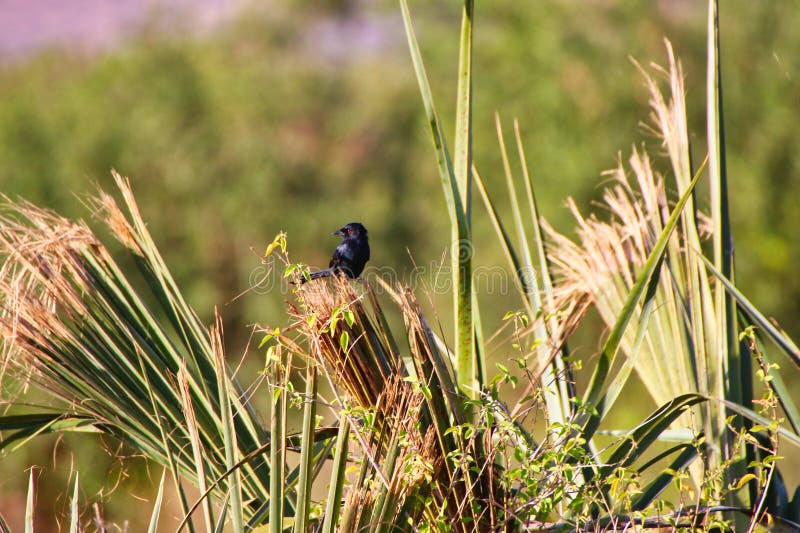 Fork Tailed Drongo Samburu,Kenya,Kenya Stock Image - Image of five ...