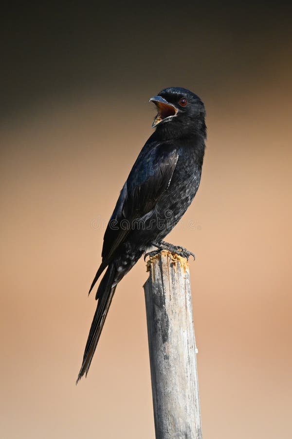Drongo Sings Stock Photos - Free & Royalty-Free Stock Photos from ...