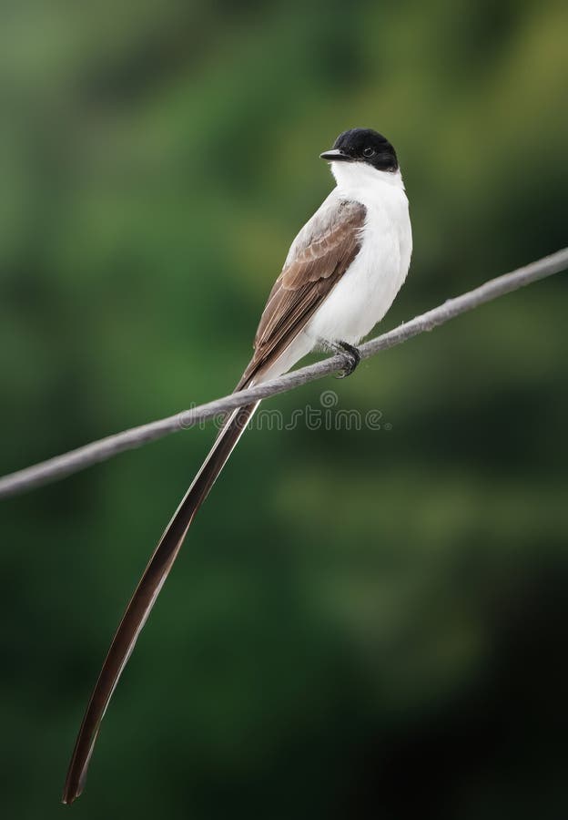 Fork-tailed Flycatcher Bird Stock Image - Image of biology, fork: 344116395
