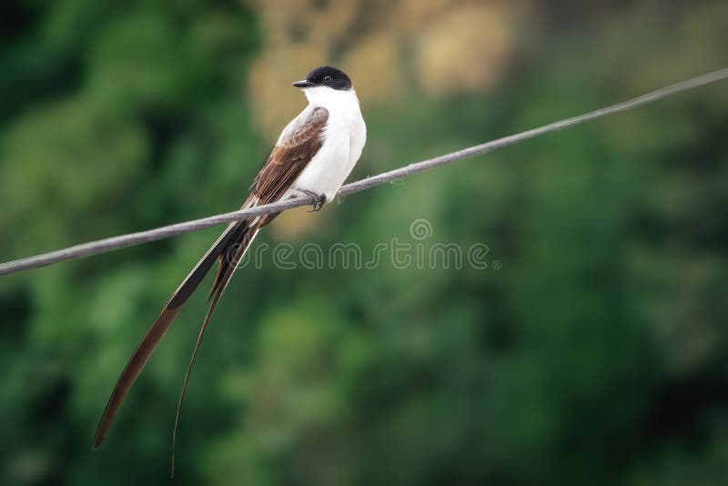 Fork-tailed Flycatcher Bird Stock Image - Image of passerine, birdlife ...
