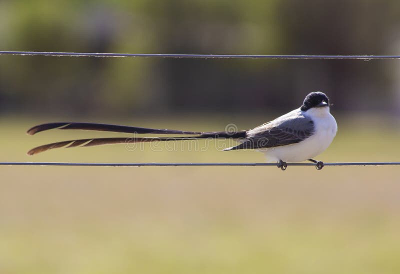 Fork-tailed Flycatcher Bird on a Wire Stock Photo - Image of bird ...
