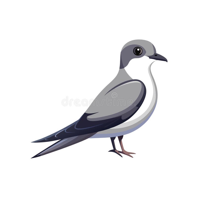 Fork-Tailed Storm Petrel Bird Realistic Illustration Stock Image ...