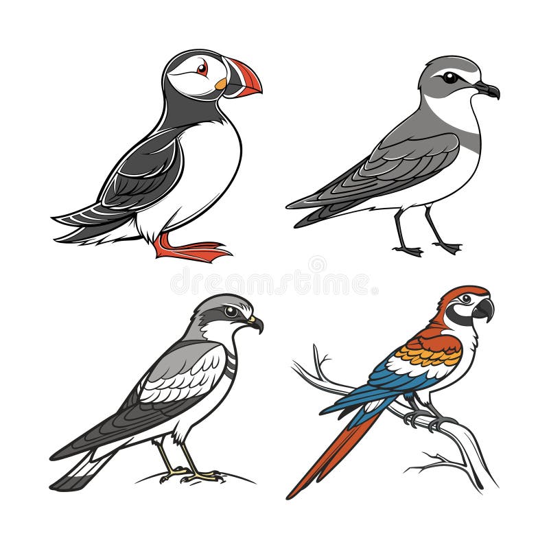 Fork-Tailed Storm Petrel Bird Realistic Illustration Stock Vector ...