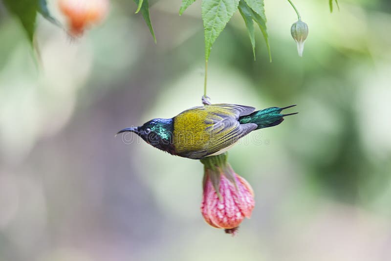 Fork-tailed Sunbird stock image. Image of flower, grass - 66223157