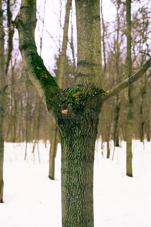 Fork of a tree. stock image. Image of tree, twig, fork - 70958703