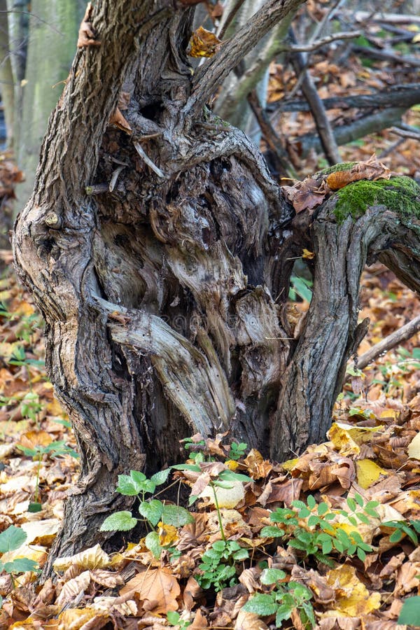 A Forked Damaged Tree with Fallen Leaves Stock Photo - Image of growth ...