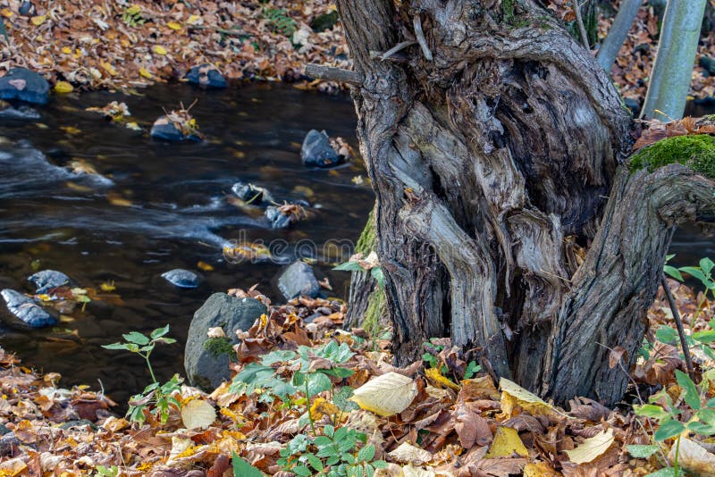 A Forked Damaged Tree with Fallen Leaves Stock Photo - Image of cracked ...