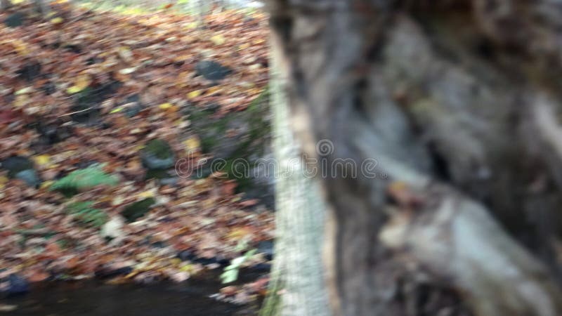 A Forked Damaged Tree with Fallen Leaves Growth on Shore of Creek Stock ...