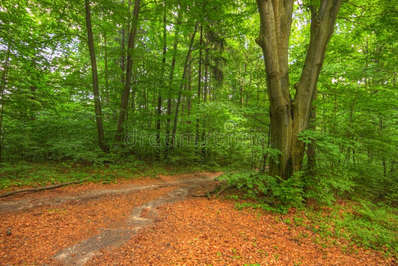 Forked Footpath Inside Forest Stock Photo - Image of beech, brown: 73773978