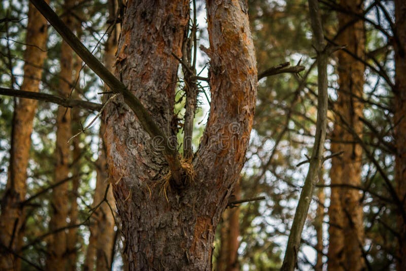 Forked Trunk Of An Oak Tree Covered With Moss. Stock Photo - Image of ...