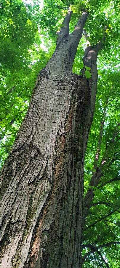 Forked Linden Tree with Various Cracks on Its Bark Stock Image - Image ...